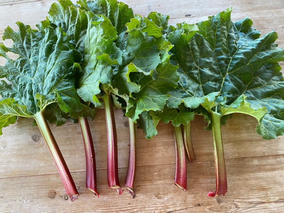 Rabarbra kan høstes flere ganger - Drivhusetmitt