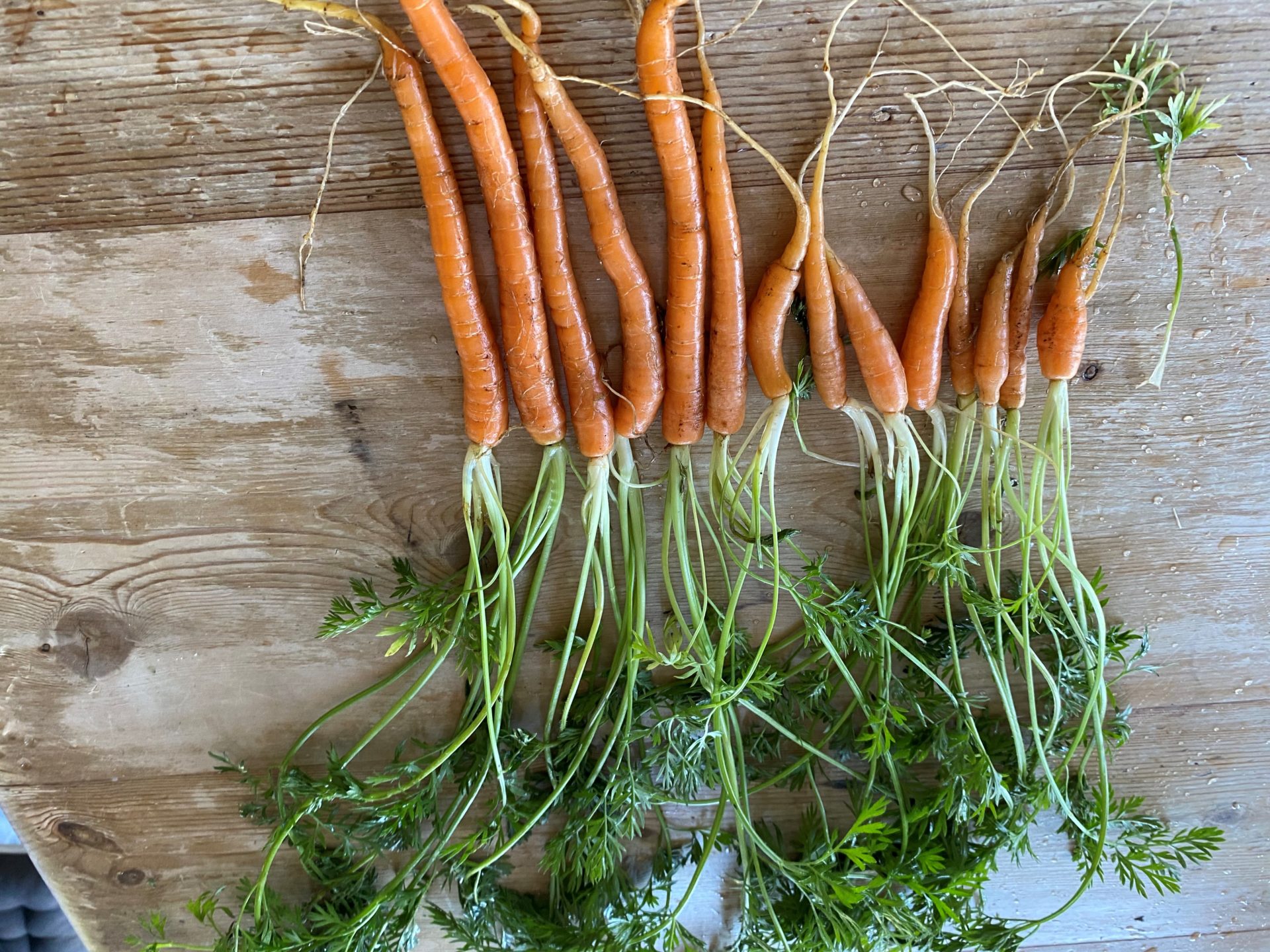 Gulroten fortjener mer enn bare å bli kokt - Drivhusetmitt